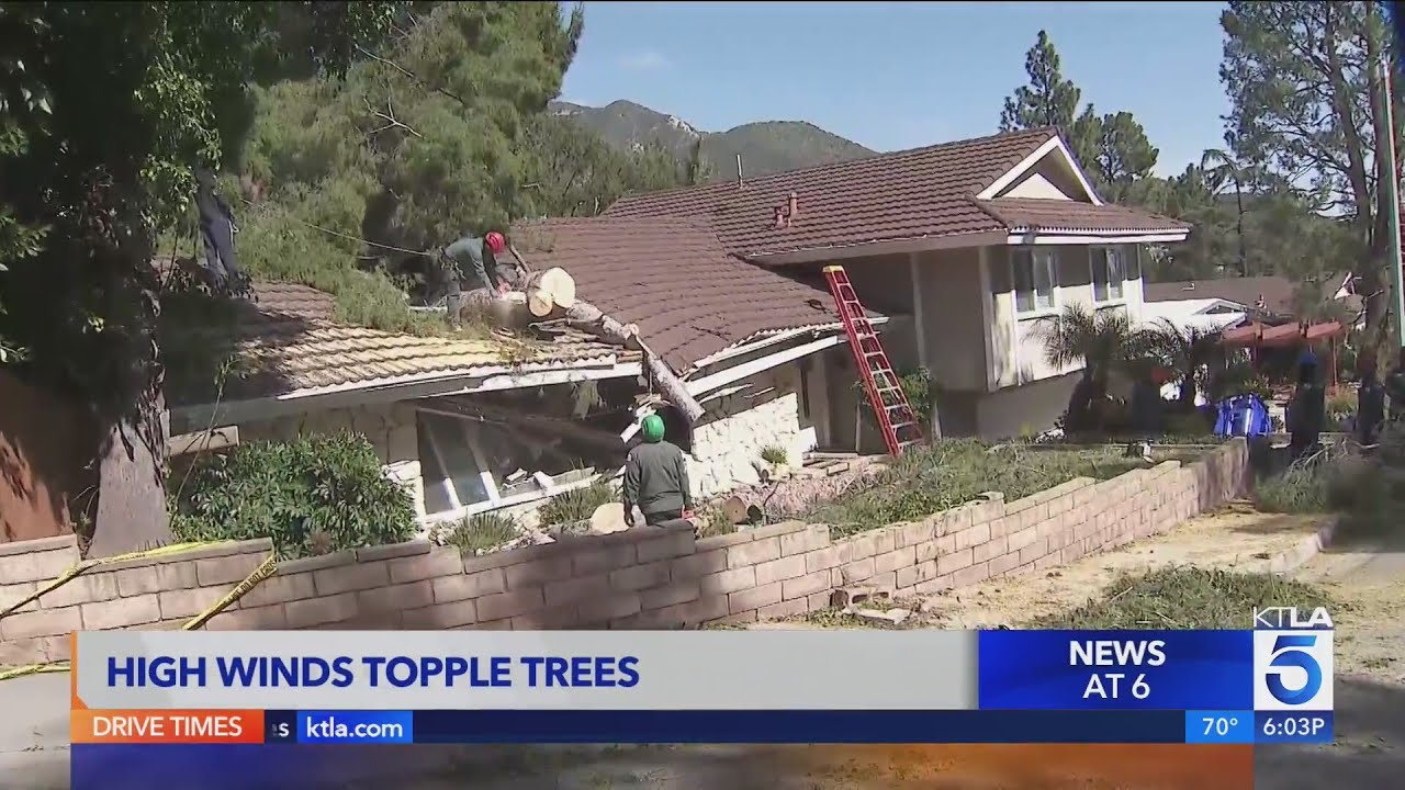 Santa Ana Winds topple trees, cause damage across Southern California ...