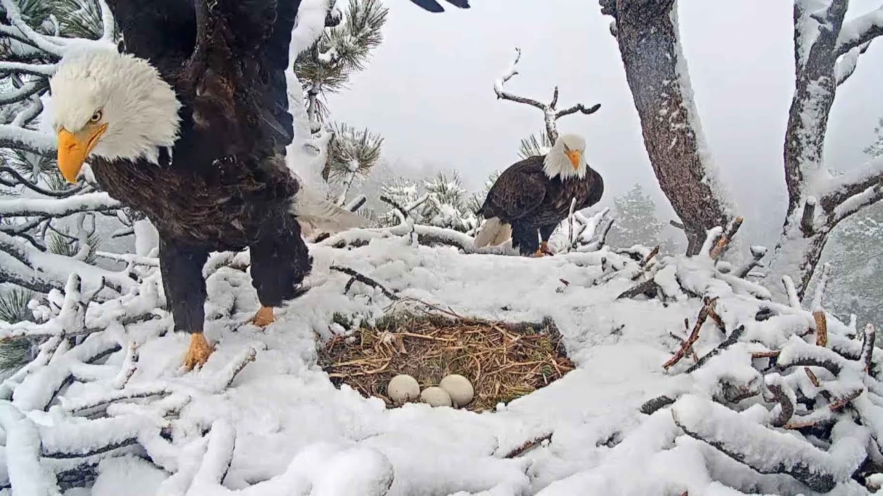 Una Pareja De águilas Espera Bajo La Nieve El Inminente Nacimiento De